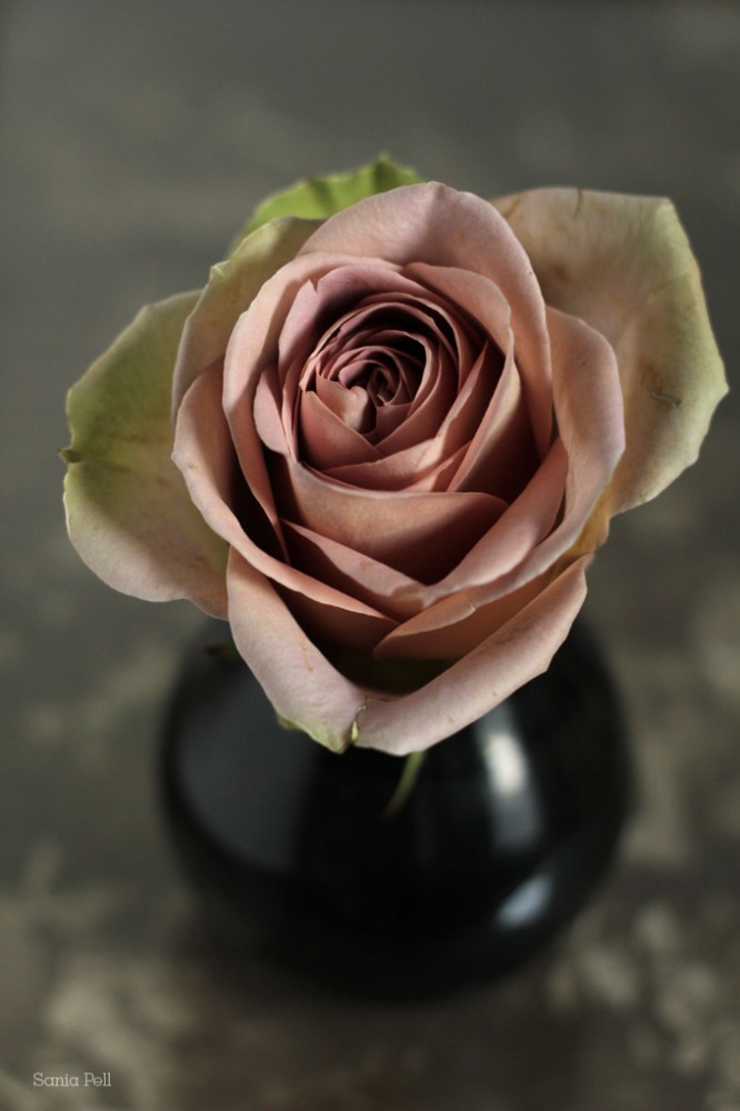 a rose to remember - Sania Pell - Freelance Interior Stylist ...